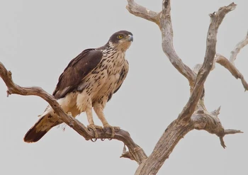 Eagles | The Lion Guard Wiki | Fandom