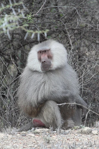 Baboons (animal) | The Lion Guard Wiki | Fandom