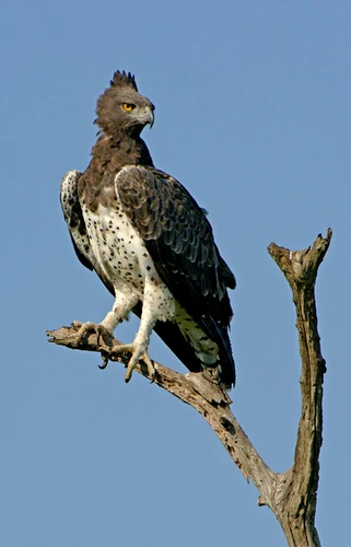 Eagles | The Lion Guard Wiki | Fandom