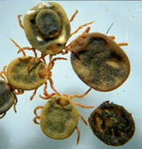 Ticks | The Lion Guard Wiki | Fandom