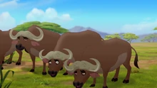 Buffaloes | The Lion Guard Wiki | Fandom