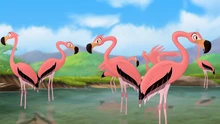 Flamingos | The Lion Guard Wiki | Fandom