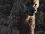 Category:The Lion King (2019 film) characters | The Lion King Wiki | Fandom