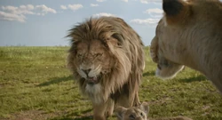 Obasi | The Lion King Wiki | Fandom