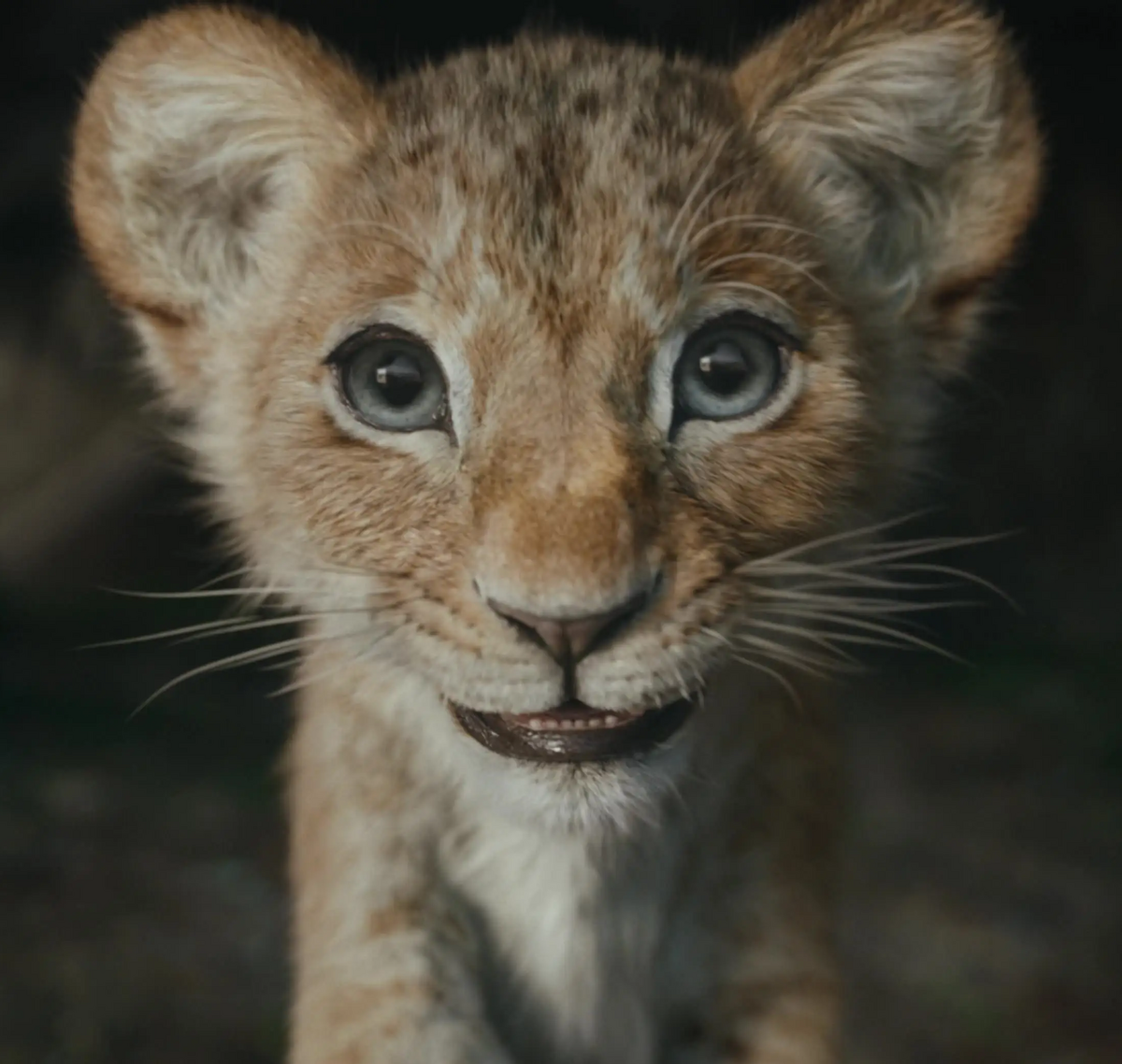 Kiara (reboot) | The Lion King Wiki | Fandom