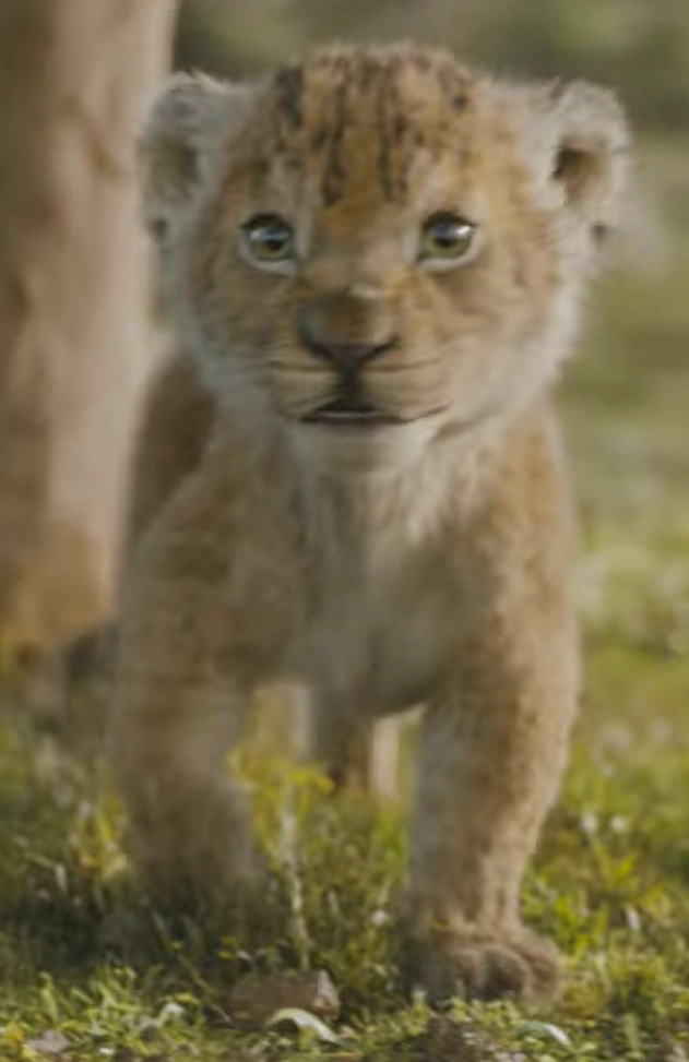 Simba and Nala's son | The Lion King Wiki | Fandom