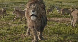 Obasi | The Lion King Wiki | Fandom