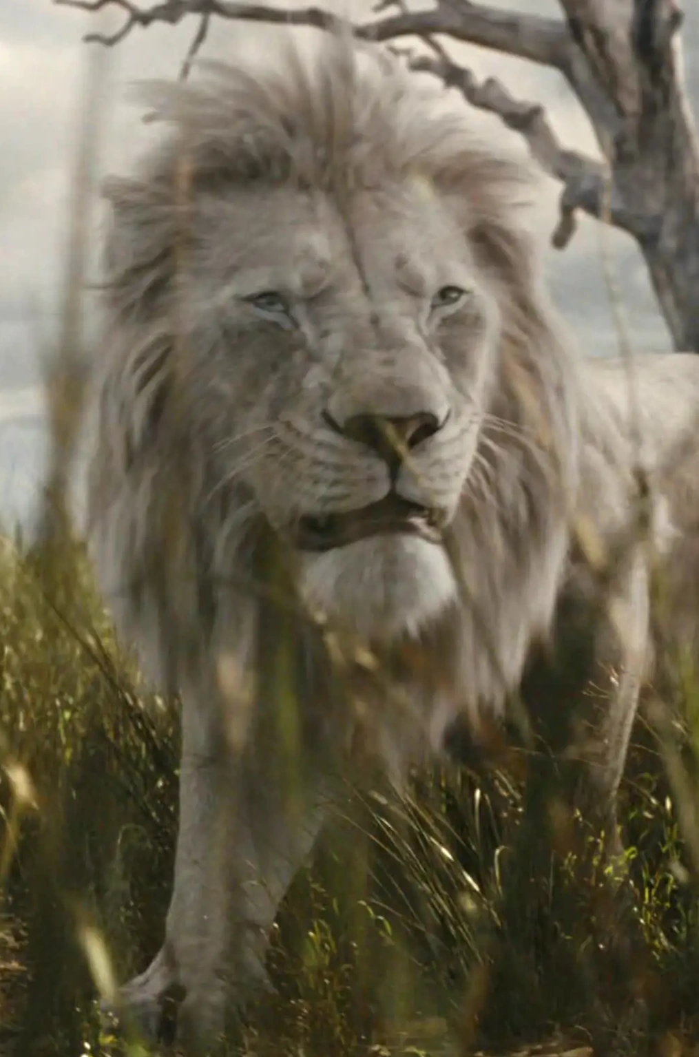 Shaju | The Lion King Wiki | Fandom