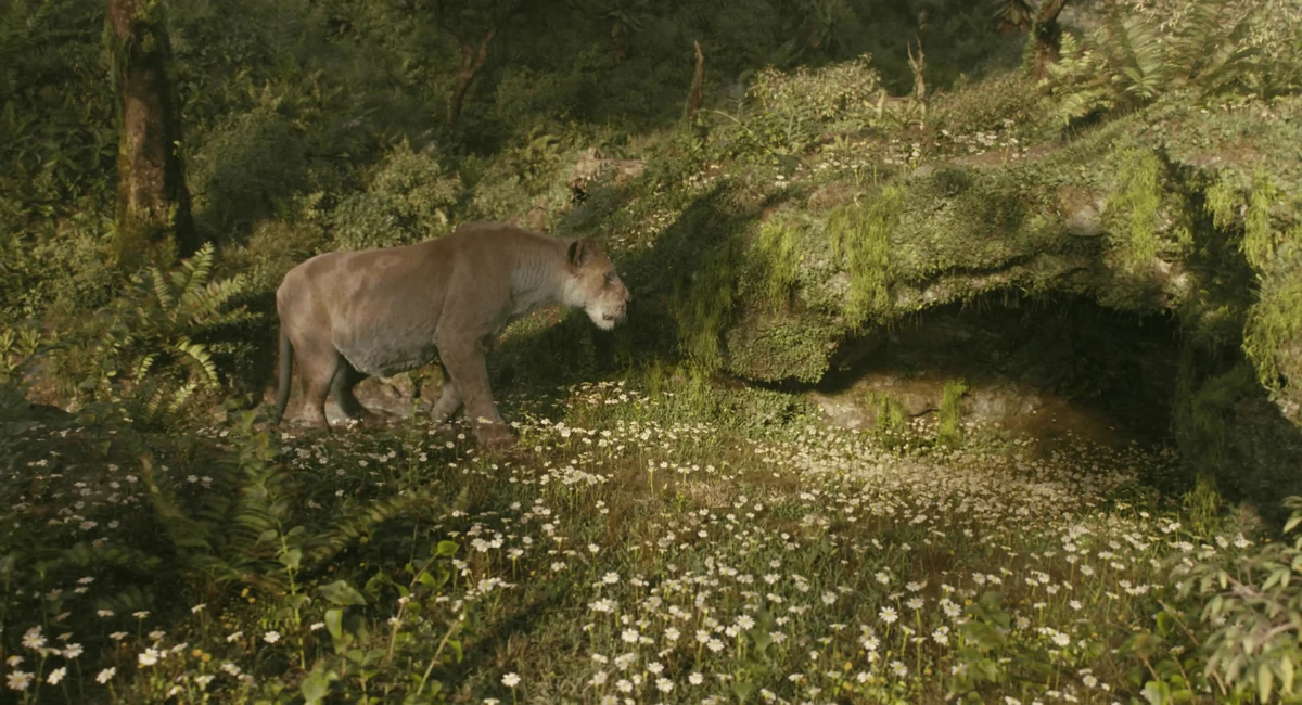 Lion King Giving Birth