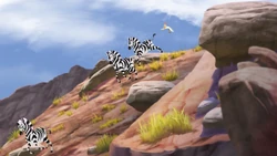 Muhimu's herd | The Lion King Wiki | Fandom