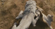Shaju/Gallery | The Lion King Wiki | Fandom