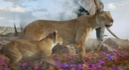 Afia/Gallery | The Lion King Wiki | Fandom