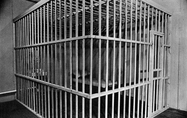 Works of art that use cages | WikiLists | Fandom