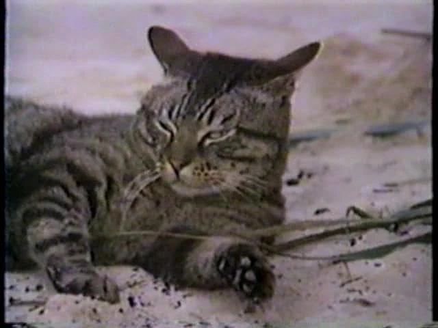 Stew Cat | List of Deaths Wiki | Fandom