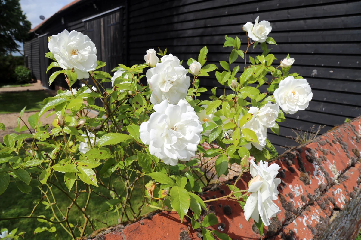 Harry | Literawiki | Fandom