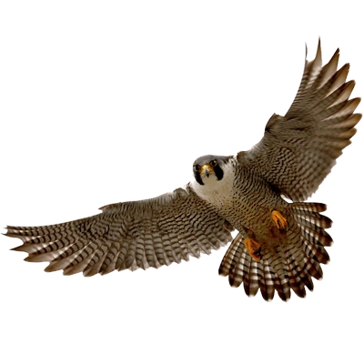 Fanon:Falcon | Little Alchemy Wiki | Fandom