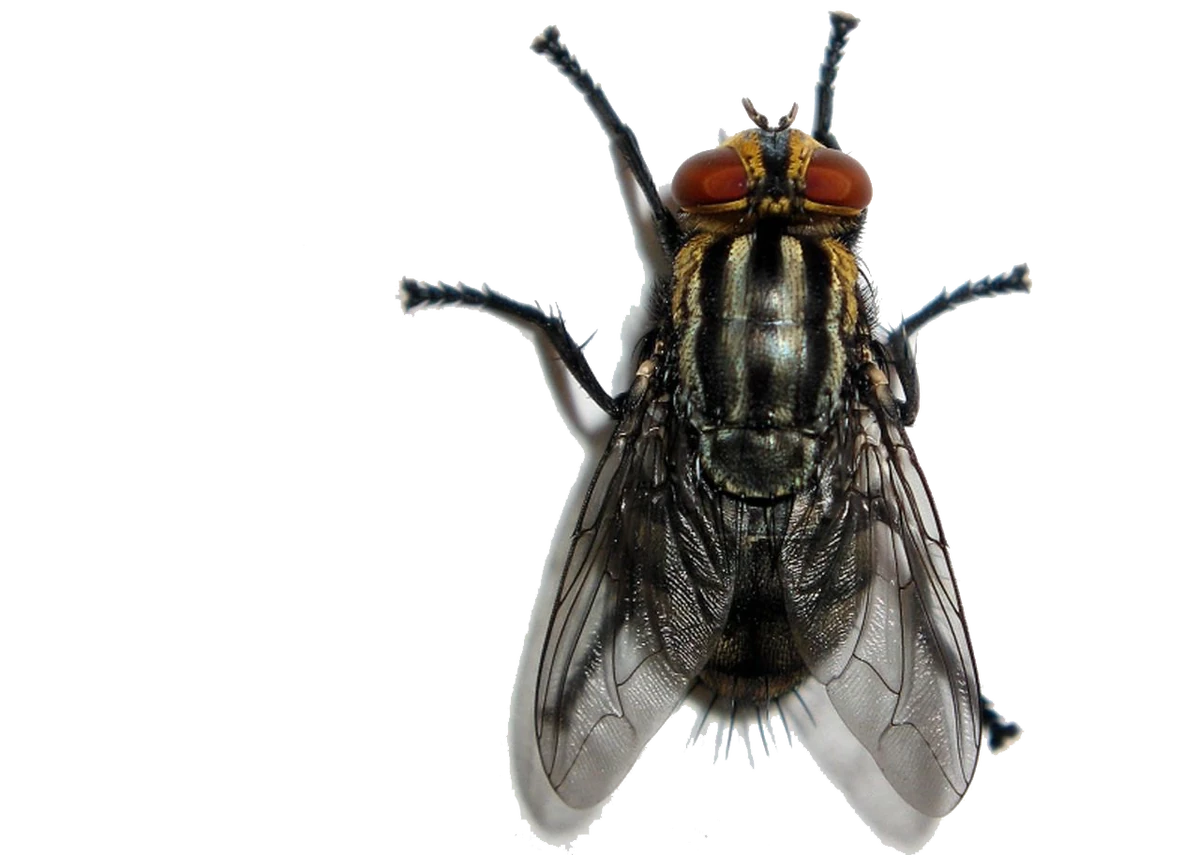 Fanon:Fly | Little Alchemy Wiki | Fandom