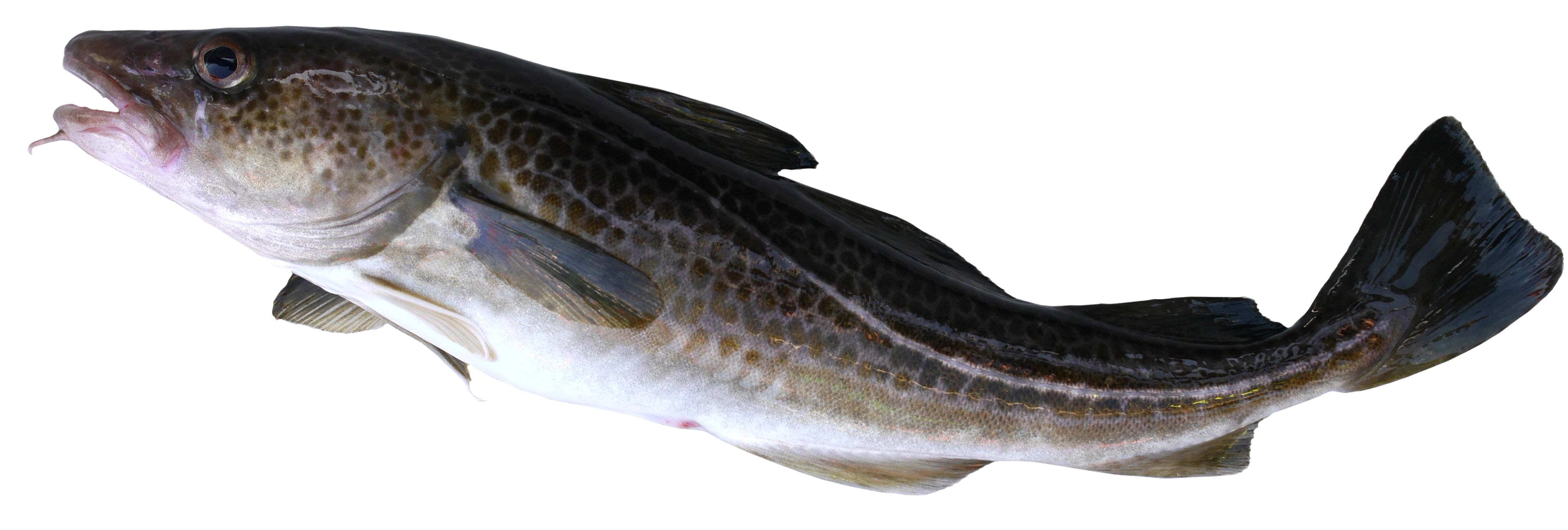 Fanon:Cod | Little Alchemy Wiki | Fandom