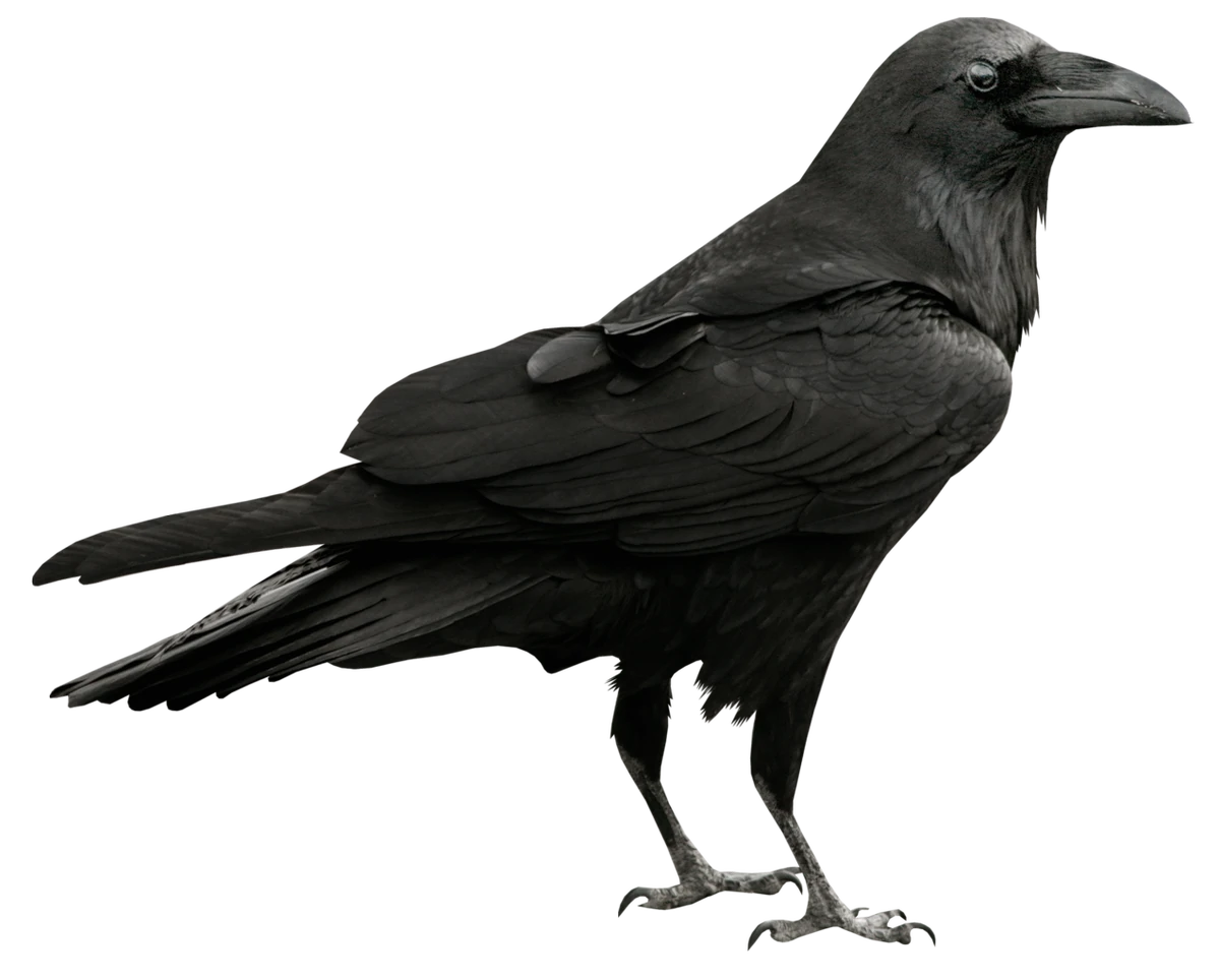 Fanon:Raven | Little Alchemy Wiki | Fandom