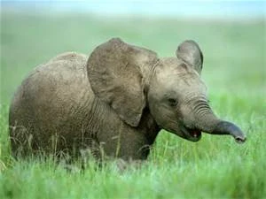 Baby elephant | Little angel Wiki | Fandom