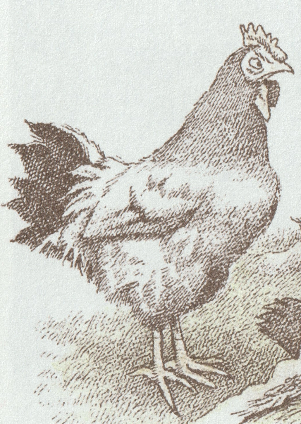 Hen (literary) | Little Bear Wiki | Fandom