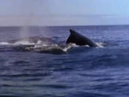 Whale Tale/Gallery | Little Einsteins Wiki | Fandom