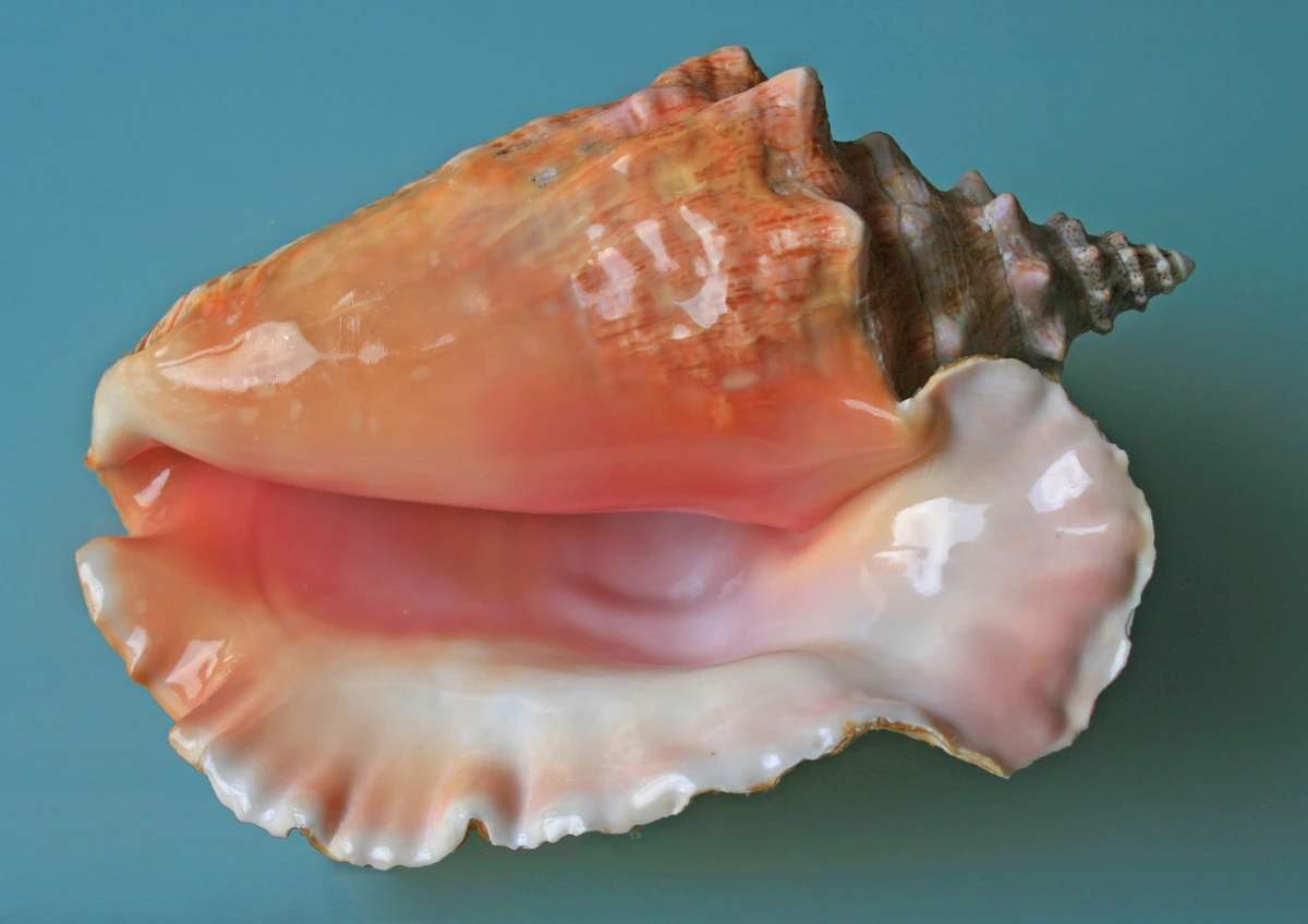 Conch Shells | Little Einsteins Wiki | Fandom