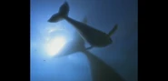 Whale Tale | Little Einsteins Wiki | Fandom