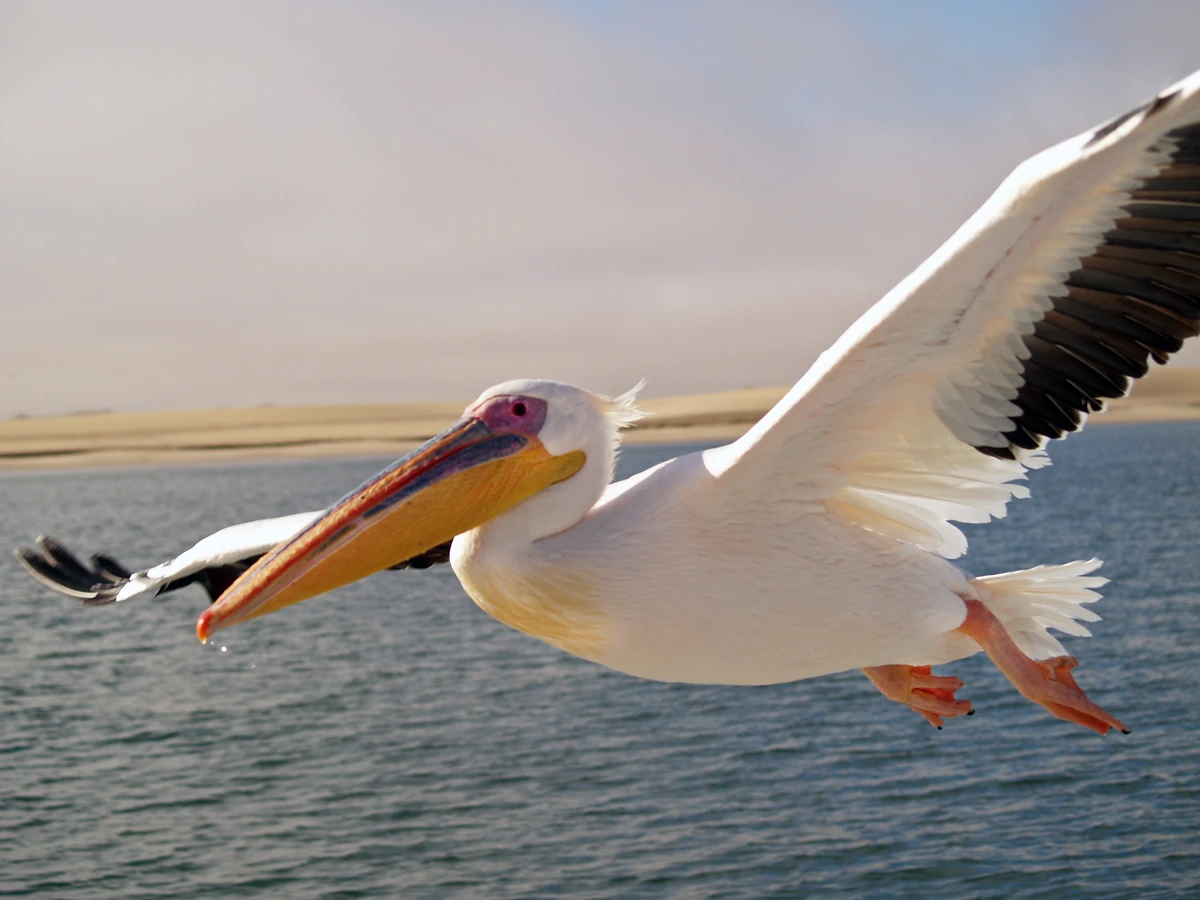 Pelicans | Little Einsteins Wiki | Fandom