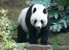 Giant Panda | Little Einsteins Wiki | Fandom
