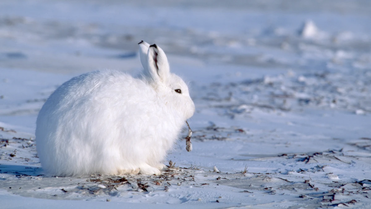 Arctic Hare | Little Einsteins Wiki | Fandom