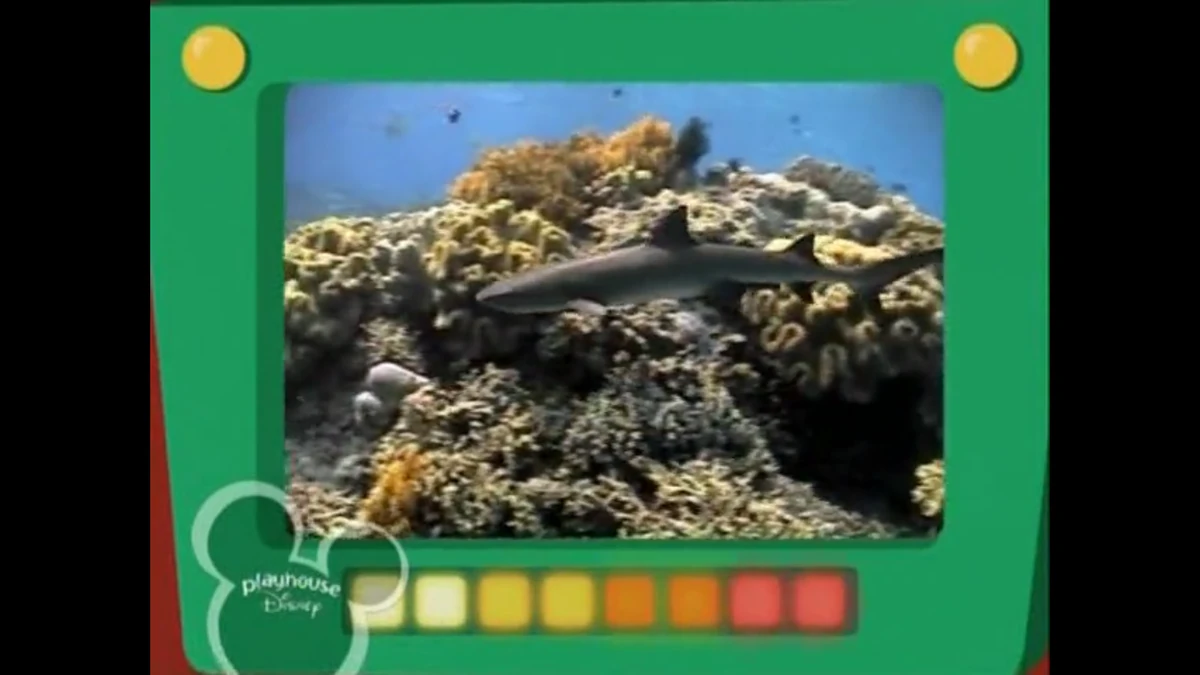 Shark | Little Einsteins Wiki | Fandom