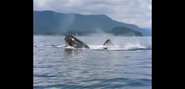 Whale Tale | Little Einsteins Wiki | Fandom