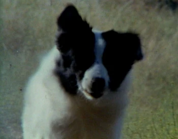 Bandit | Little House on the Prairie Wiki | Fandom