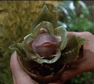 Audrey II | Little Shop of Horrors Wiki | Fandom