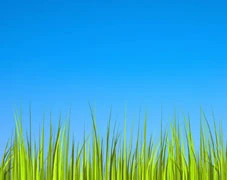 Grass | Live Wallpaper Wiki | Fandom