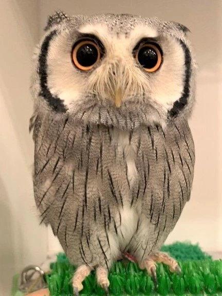 Karan Empire | LI:WOP x TFW:AC Wiki | Fandom