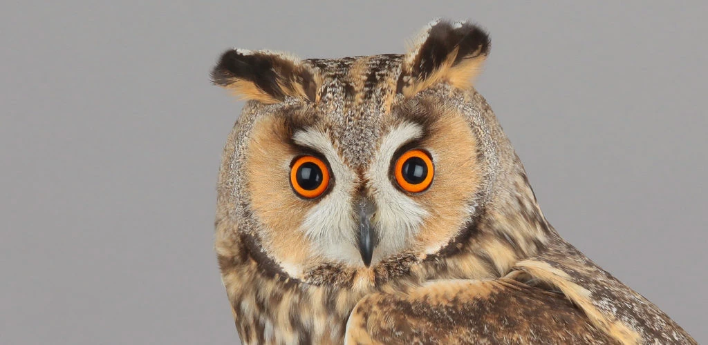 Doppelgangers and Remixes | LI:WOP x TFW:AC Wiki | Fandom