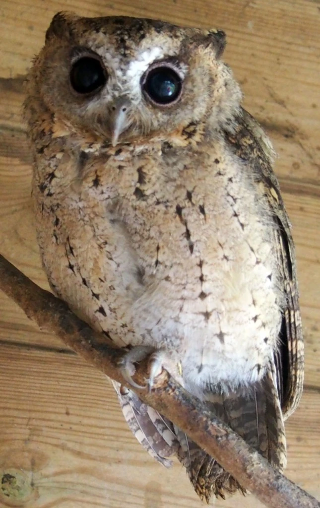 Gareth (Bakkamo Indo'ookono) | LI:WOP x TFW:AC Wiki | Fandom