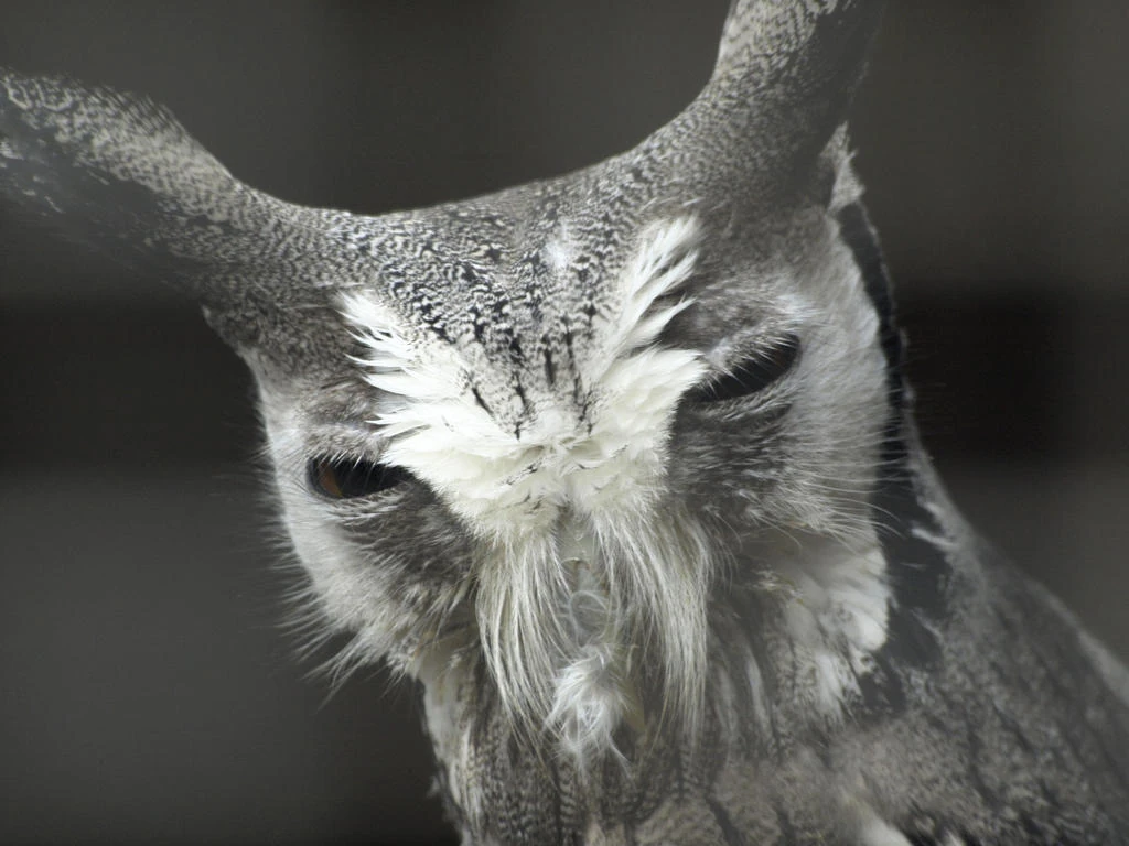 Oblivion | LI:WOP x TFW:AC Wiki | Fandom