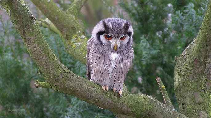 Lee Jin (Nozuko Severnaya) | LI:WOP x TFW:AC Wiki | Fandom