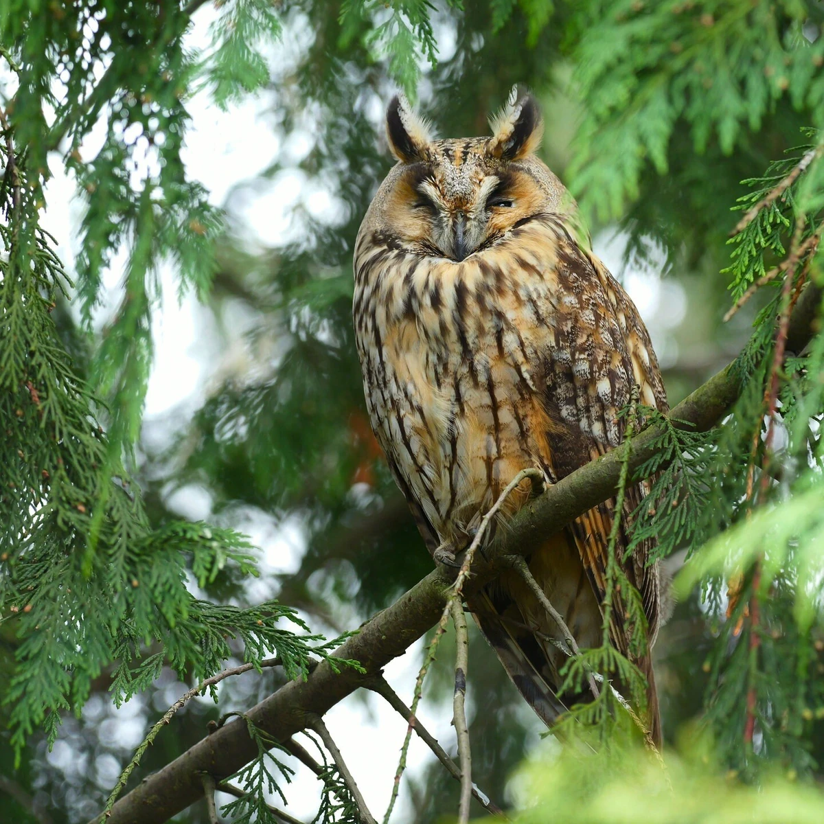 Seagal (Kazuki Torafuzuku) | LI:WOP x TFW:AC Wiki | Fandom