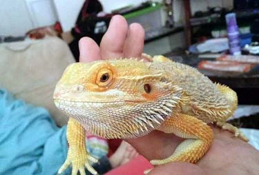 Four legged friends (and enemies) | Lizardapedia Wiki | Fandom