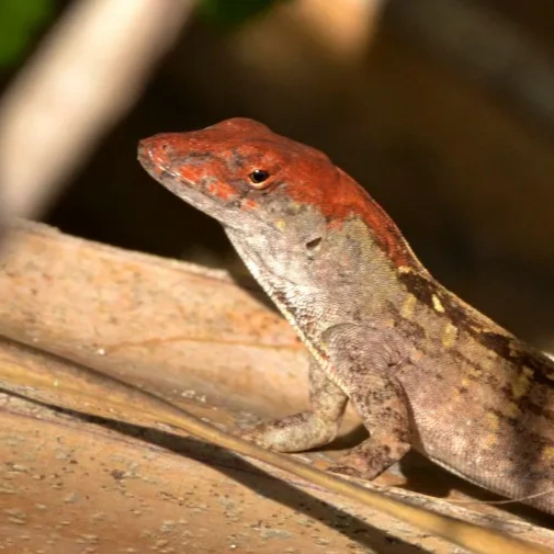 Moon | Lizardpeida Wiki | Fandom