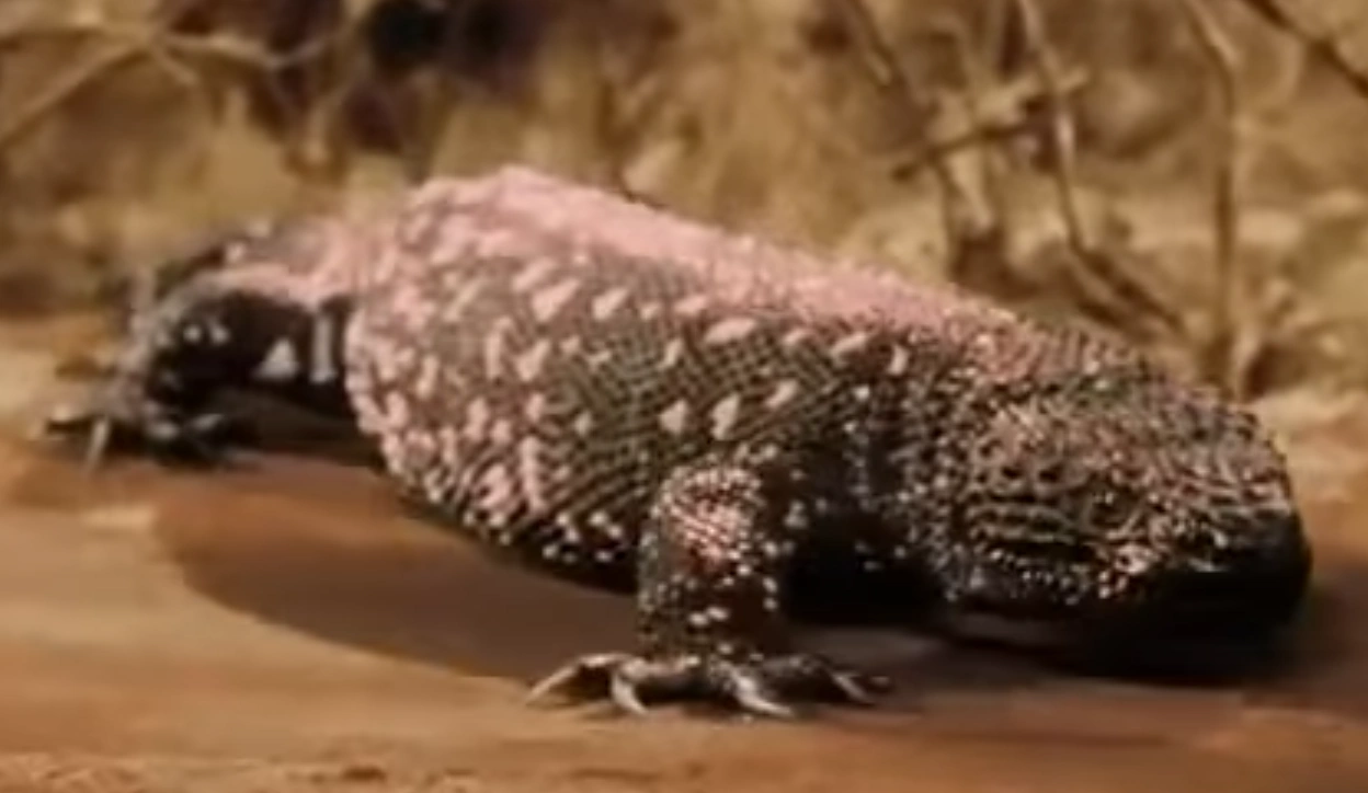 Giant Gila Monster