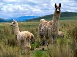 Llamas | Llamapedia Wiki | Fandom