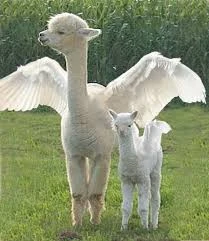 Winged Llamas | Llamapedia Wiki | Fandom