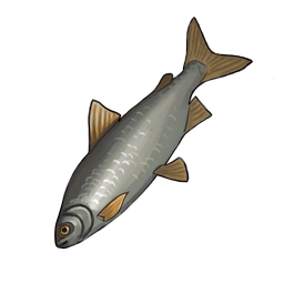 Peninsula Fish | Lodventure Wiki | Fandom