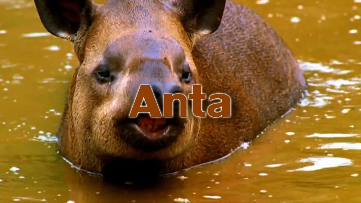 Anta | LoganWorm Wiki | Fandom