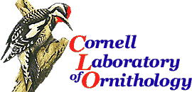 The Cornell Lab of Ornithology | Logopedia | Fandom